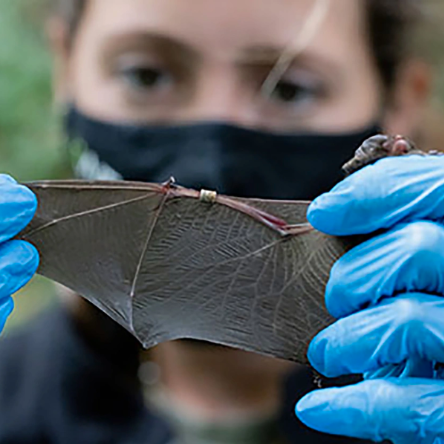 Monitoring bats